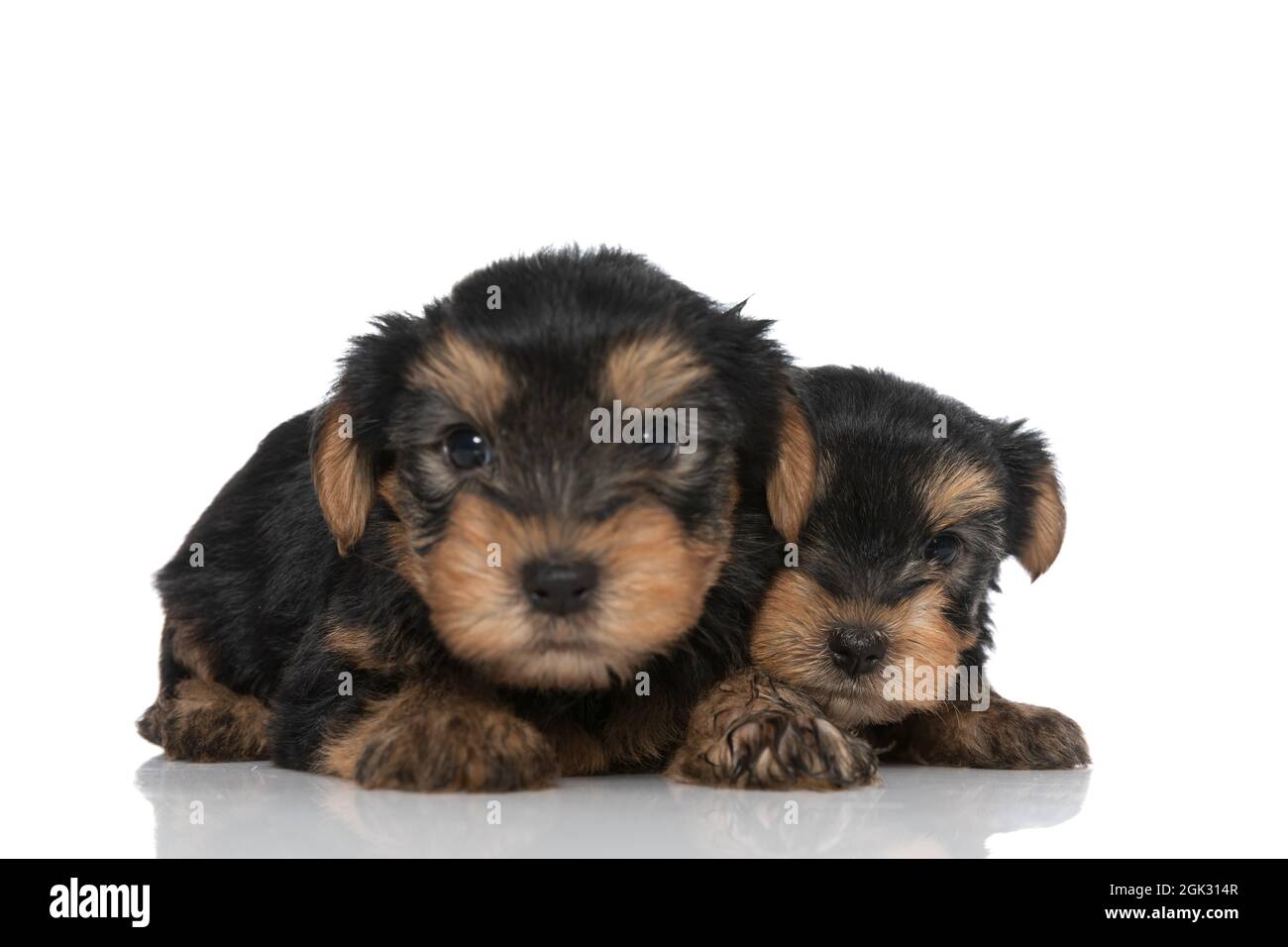 two sweet yorkshire terrier dogs snuggling on the ground against white ...
