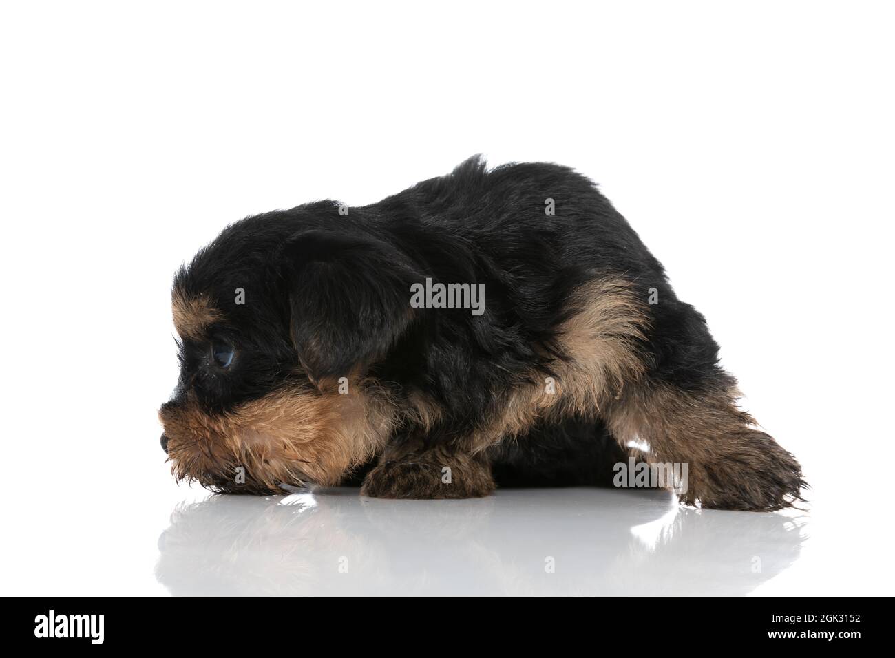 little yorkshire terrier dog bowing his head to aside and sitting on ...