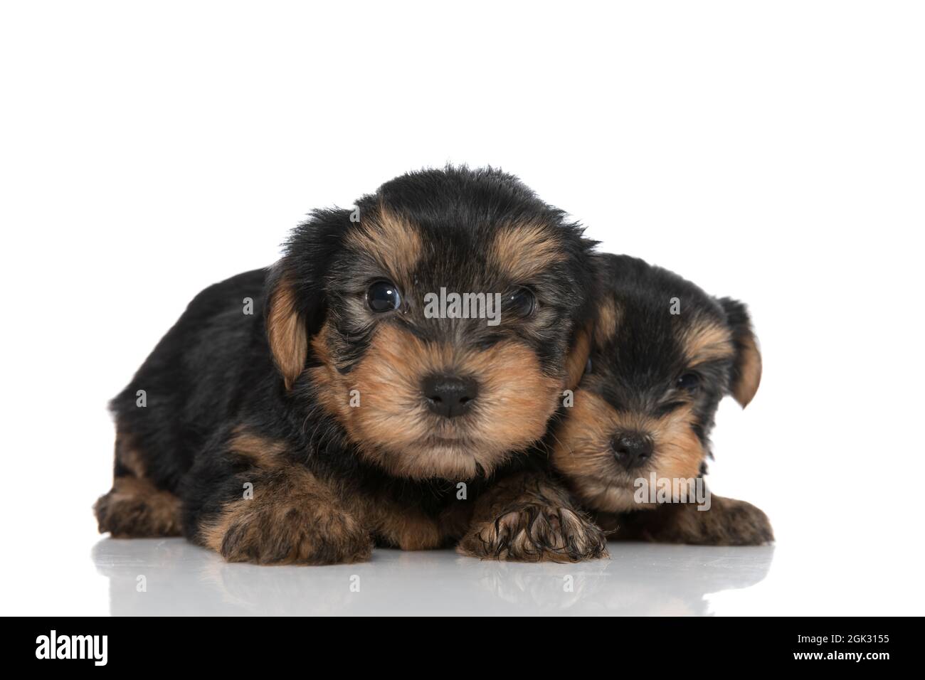 Snuggling puppies hi-res stock photography and images - Alamy