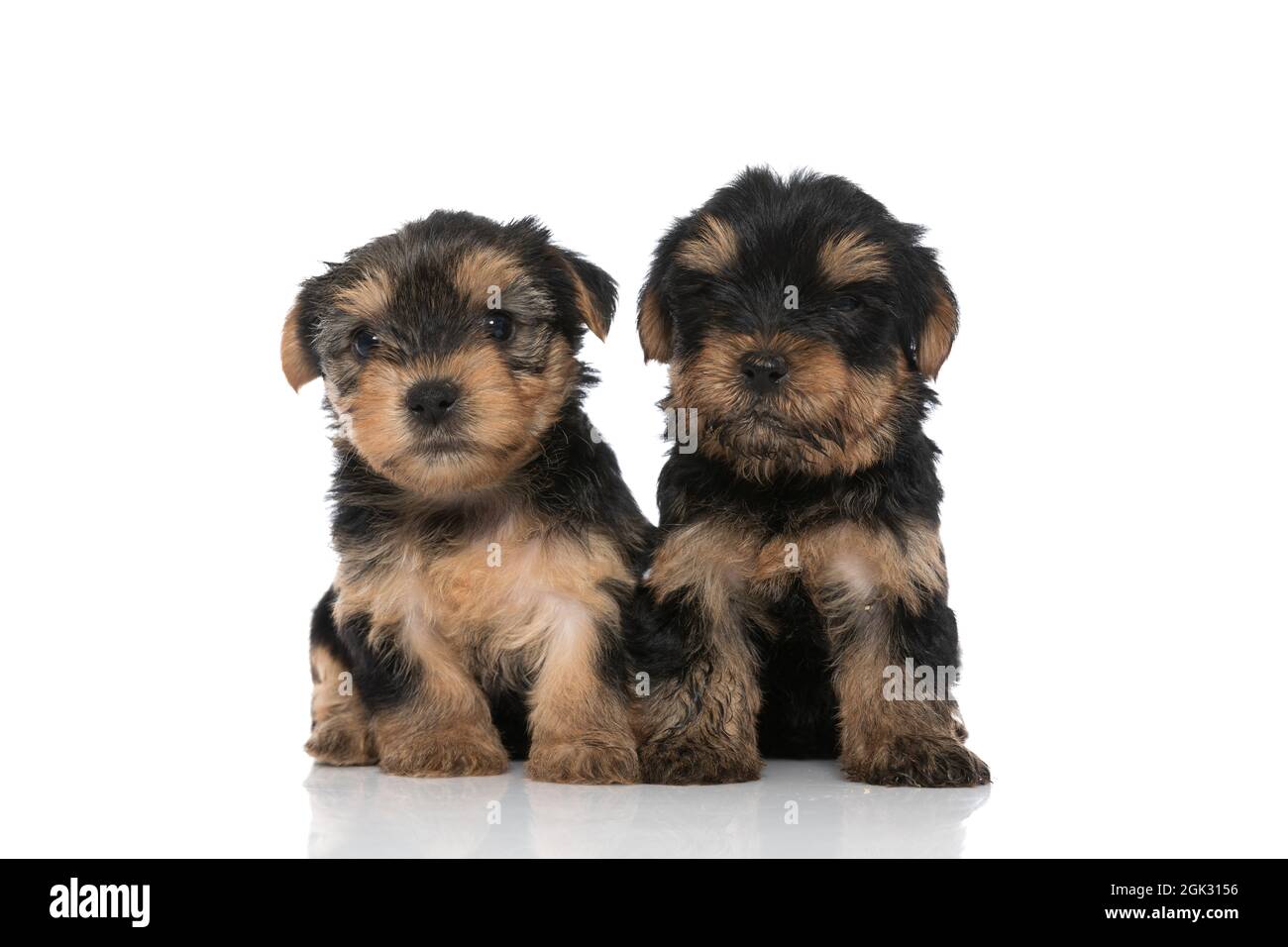 two beautiful yorkshire terrier dogs feeling sleepy and sitting next to ...
