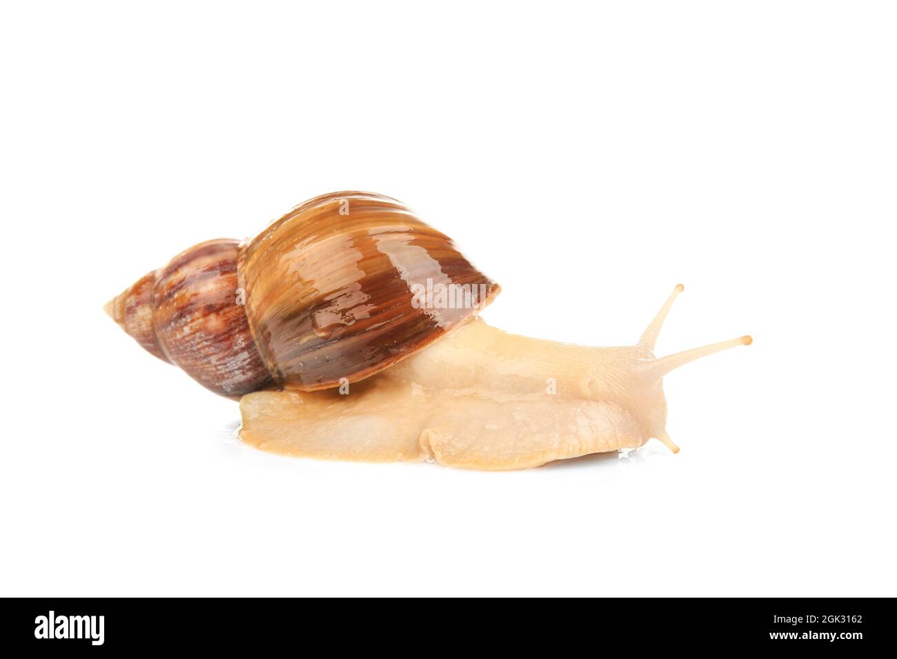 Giant Achatina snail on white background Stock Photo - Alamy