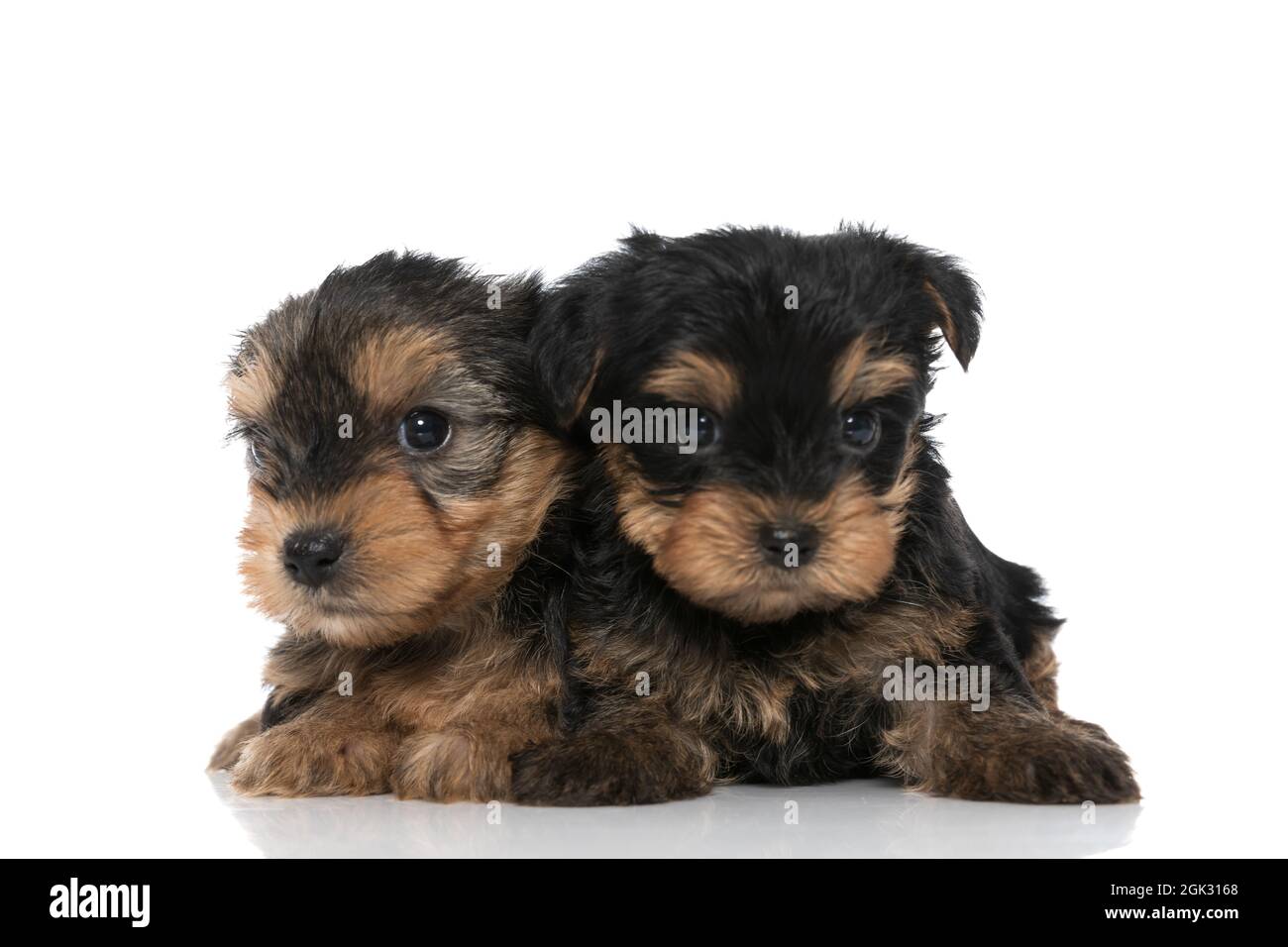 Two dogs and snuggling hi-res stock photography and images - Alamy