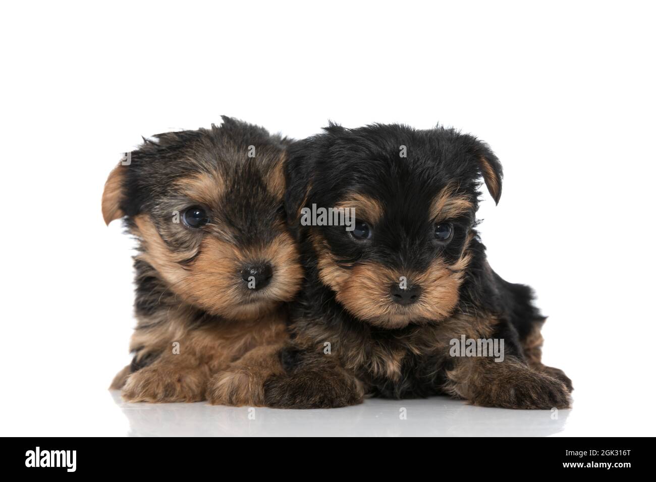 two little yorkshire terrier dogs cuddling each other and looking away ...