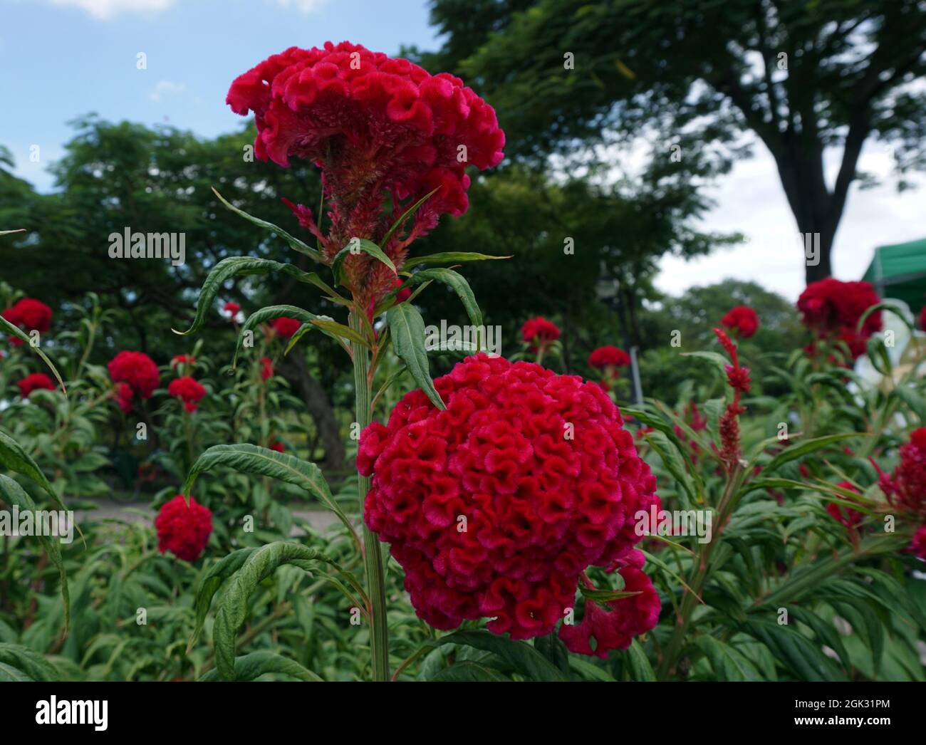 Vintage illustration from field hi-res stock photography and images - Alamy