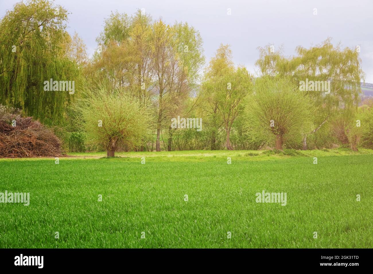 Beautiful landscape with green field and trees Stock Photo - Alamy