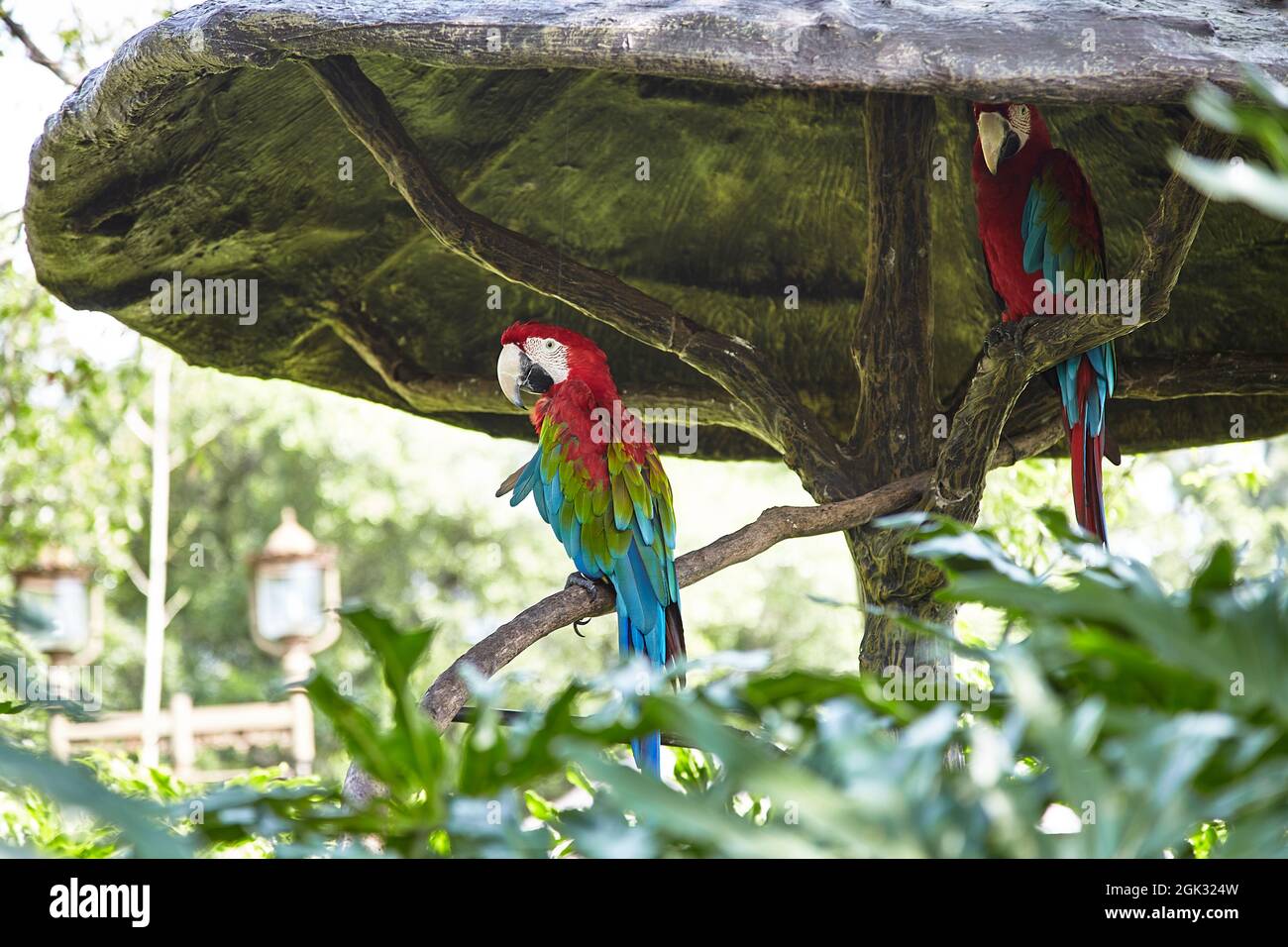 View of two colourful macau birds at the Leofoo theme park in Taiwan ...