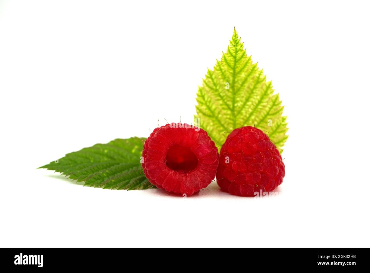Red ripe raspberry fruits and different shades of green leaves isolated ...