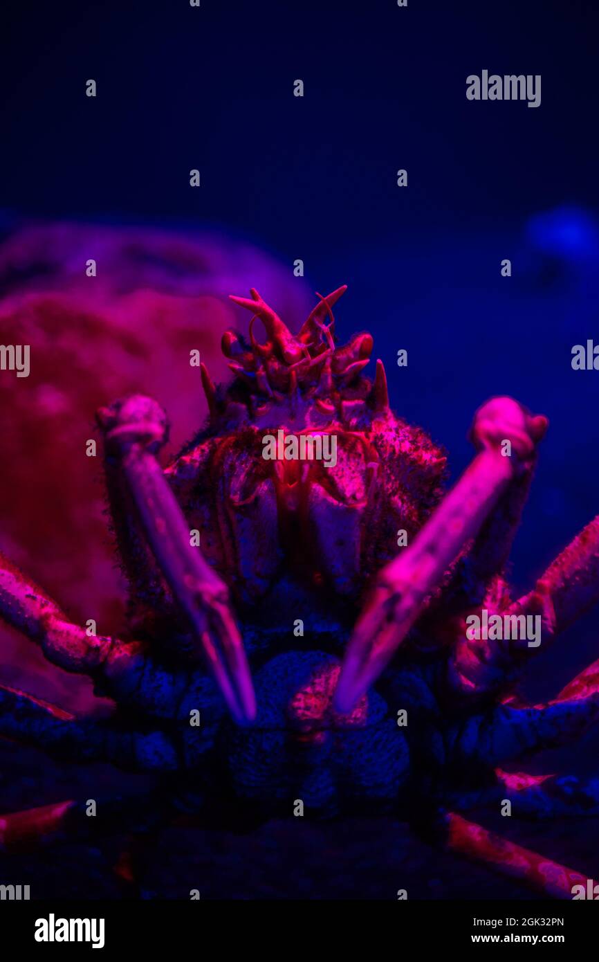 Deep sea spider crab hi-res stock photography and images - Alamy