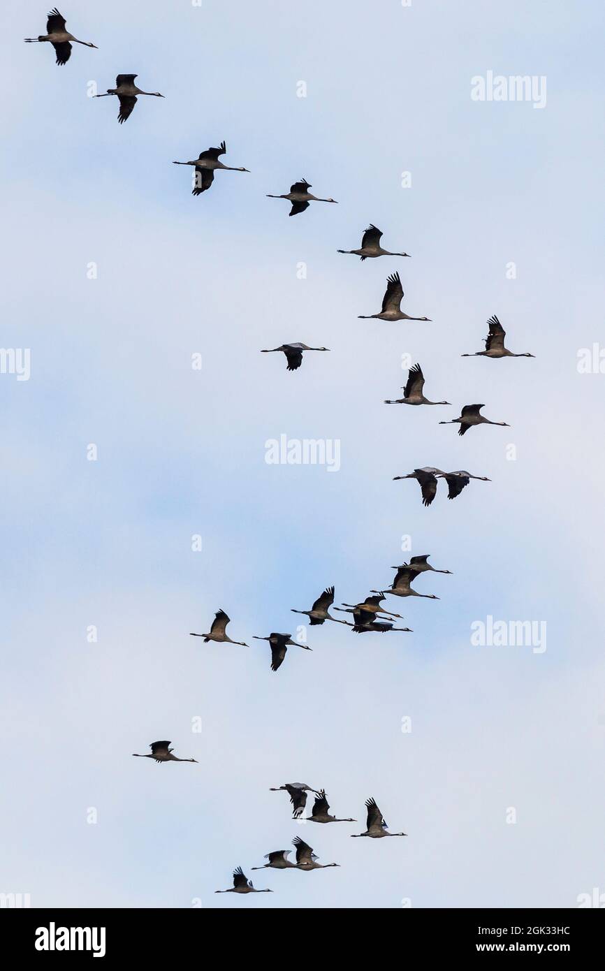 Cranes migration on the sky Stock Photo - Alamy