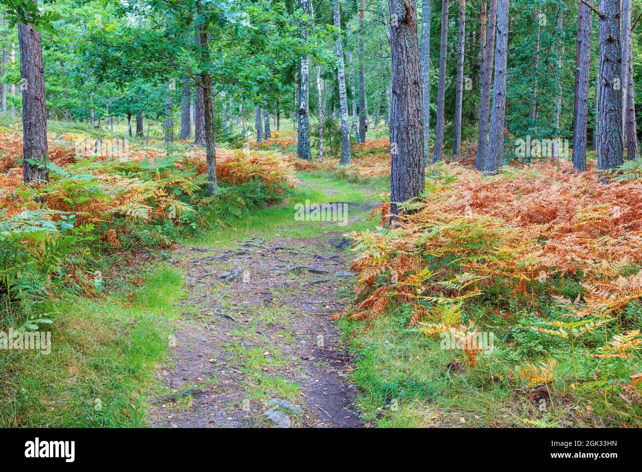 Winding path through a forest Stock Photo - Alamy