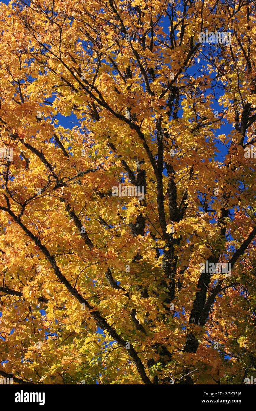 Colorful tree branch in the forest Stock Photo - Alamy