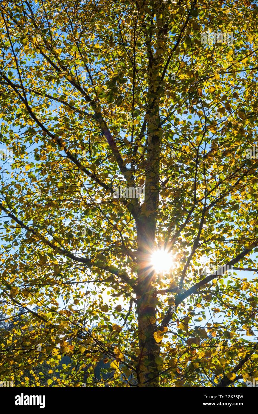 Sun Rays shining through a tree in autumn colors Stock Photo - Alamy
