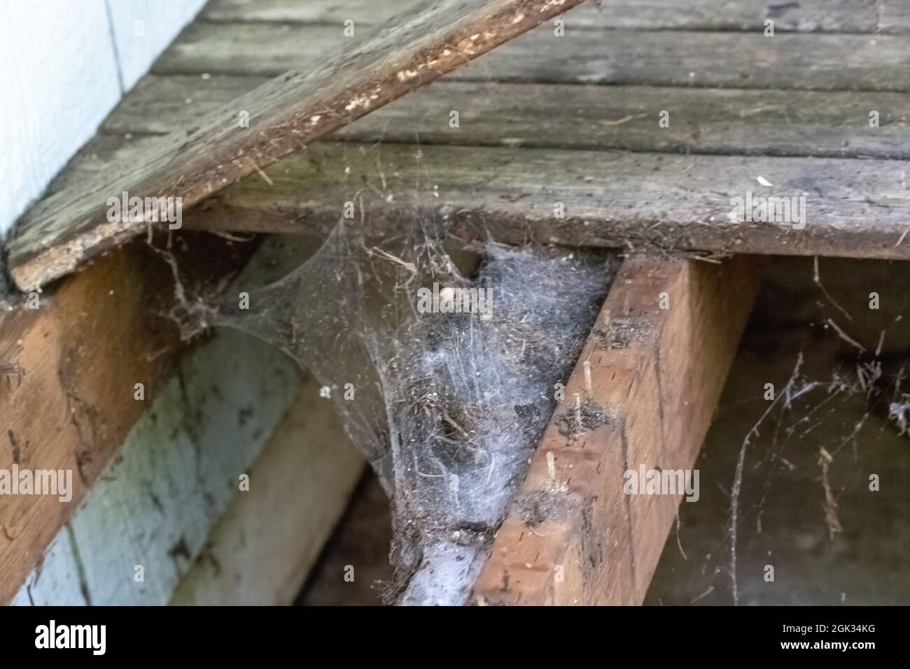 creepy gross old webs stretching between boards Stock Photo - Alamy