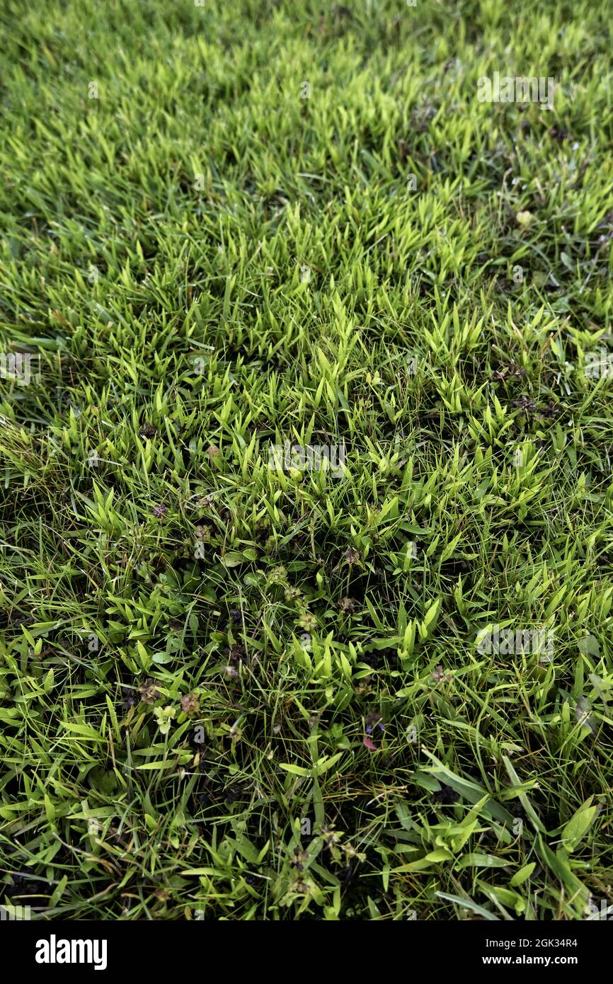 Detail of an abandoned and uncared for lawn Stock Photo - Alamy