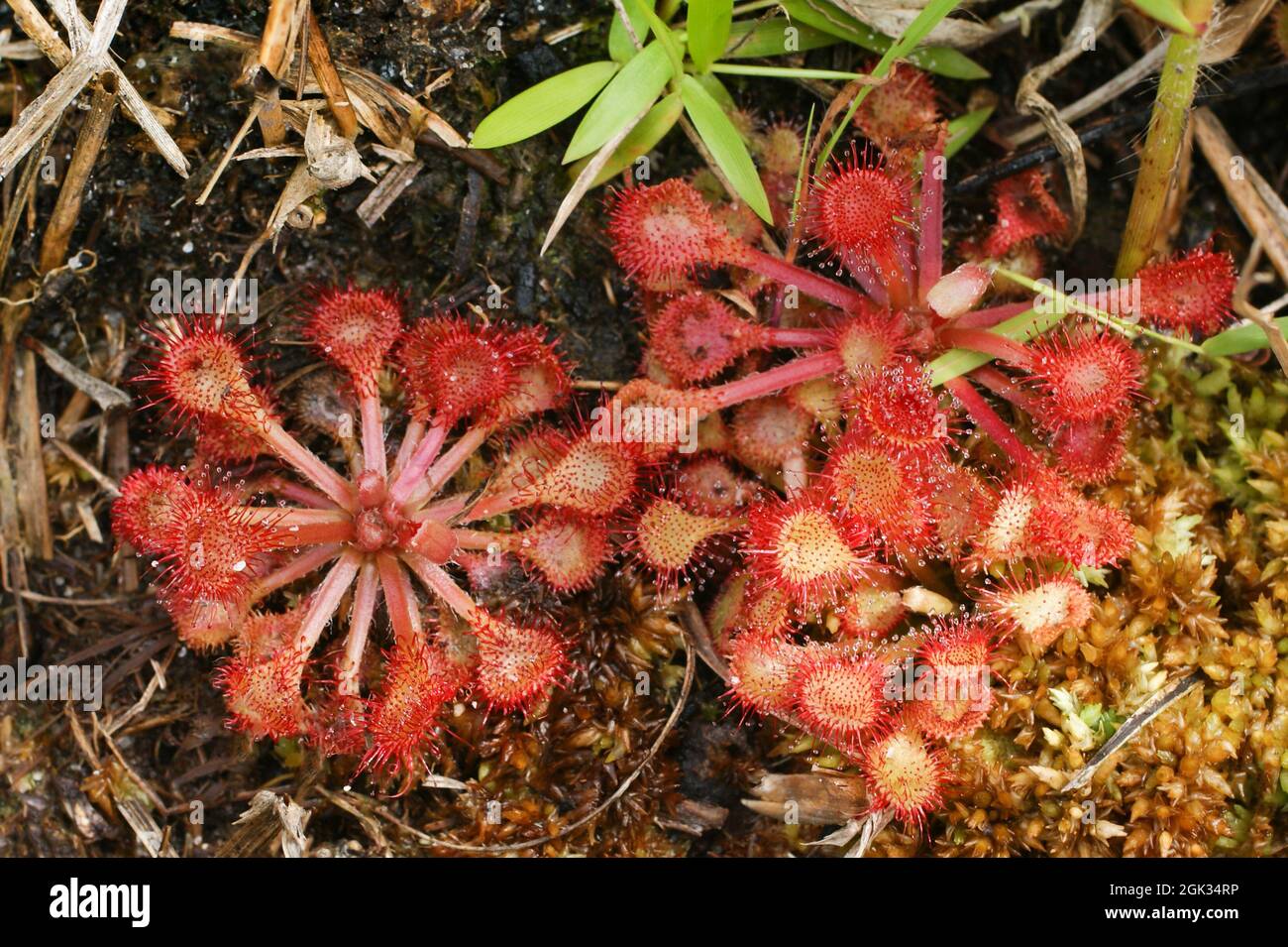Small rosettes of the pink sundew, Drosera capillaris, natural habitat ...