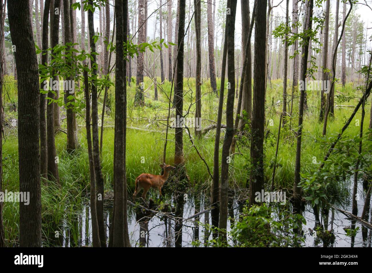 White-tailed deer (Odocoileus virginianus) in shallow water among trees ...