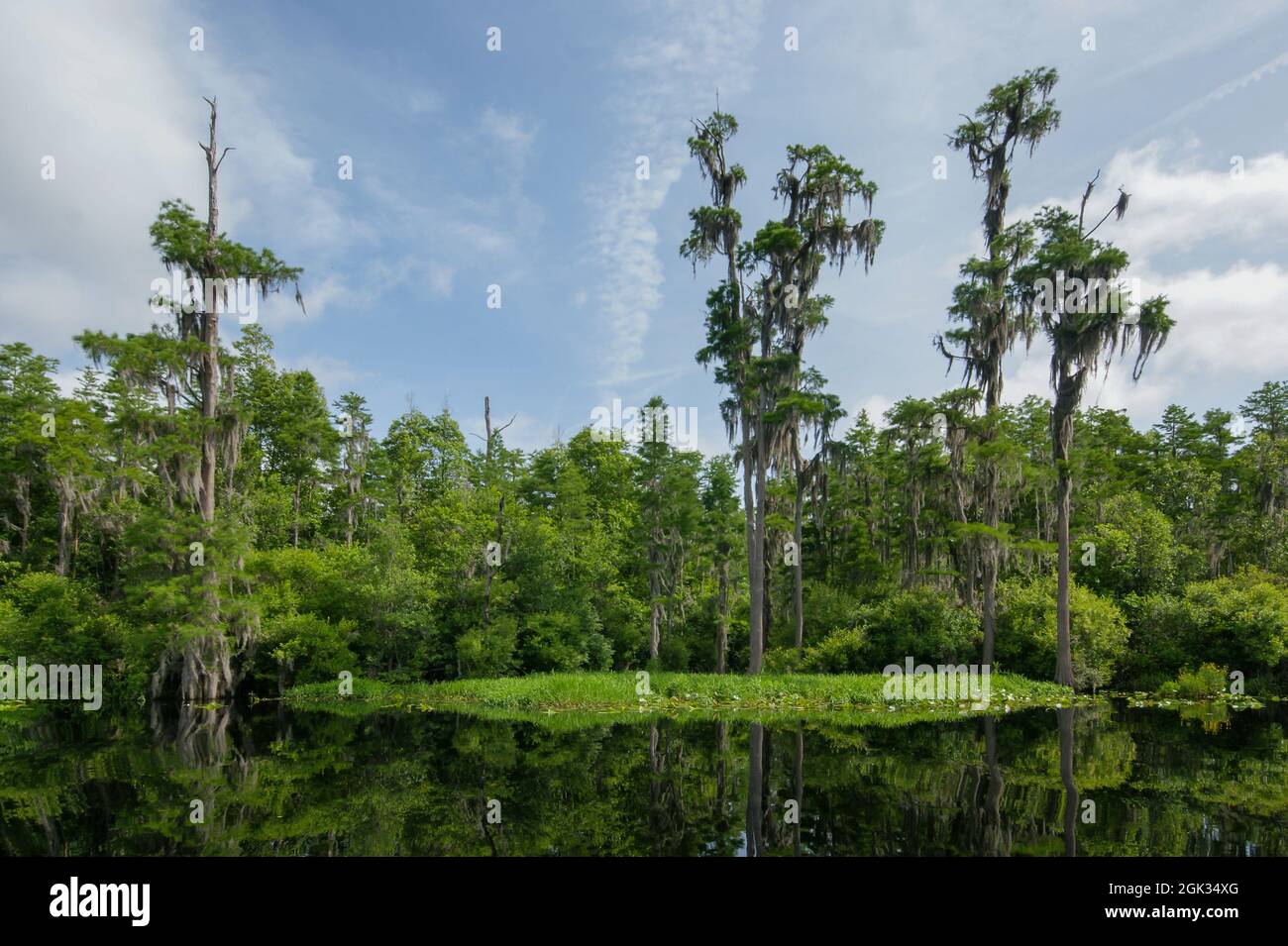 Landscape in the Okefenokee swamp with swamp tupelo trees (Nyssa ...