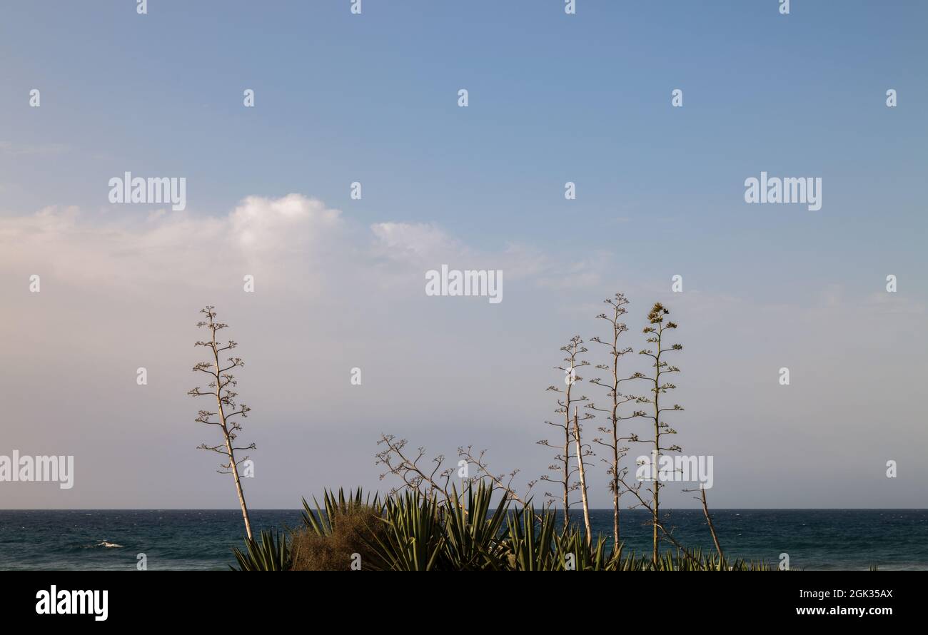 Landscape of agave plants in Cabo de Gata Nature Park, Spain Stock ...
