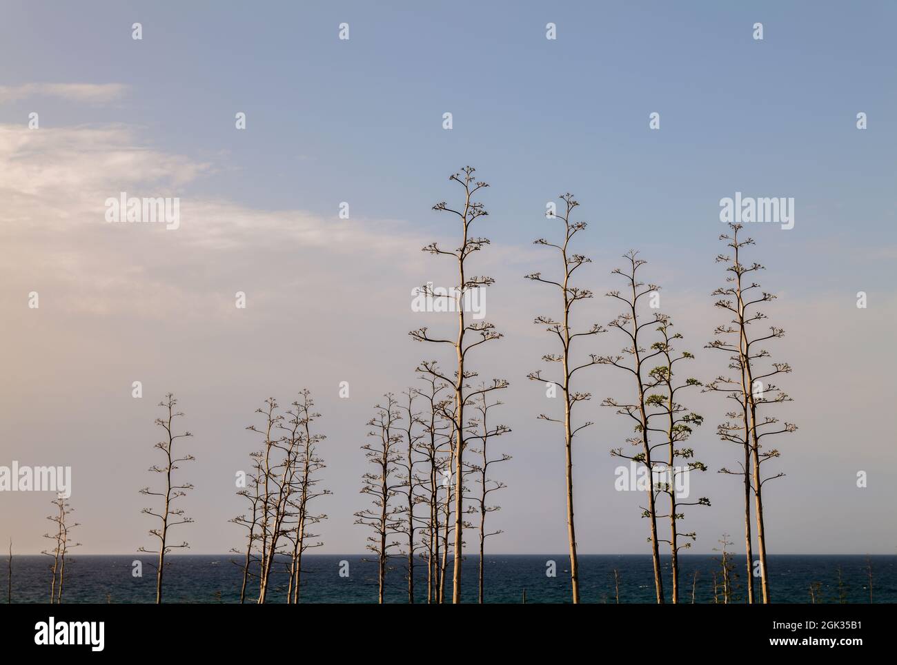 Landscape of agave plants in Cabo de Gata Nature Park, Spain Stock ...