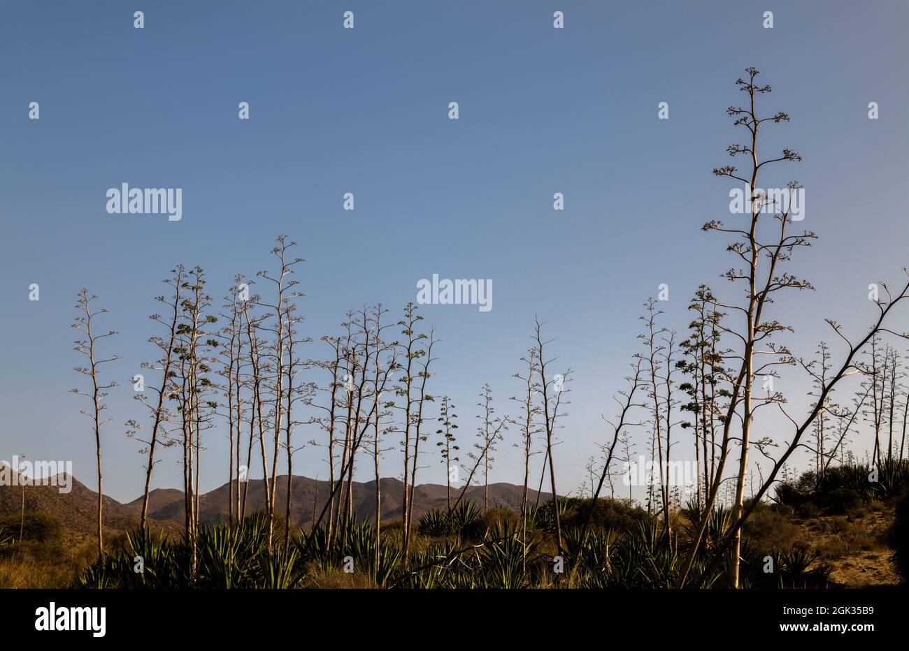 Landscape of agave plants in Cabo de Gata Nature Park, Spain Stock ...