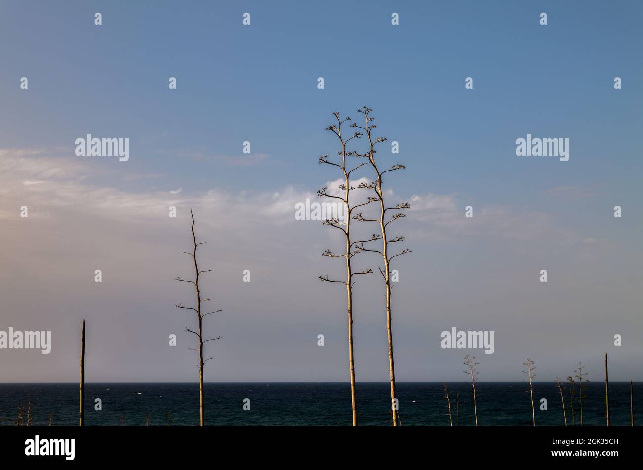 Landscape of agave plants in Cabo de Gata Nature Park, Spain Stock ...