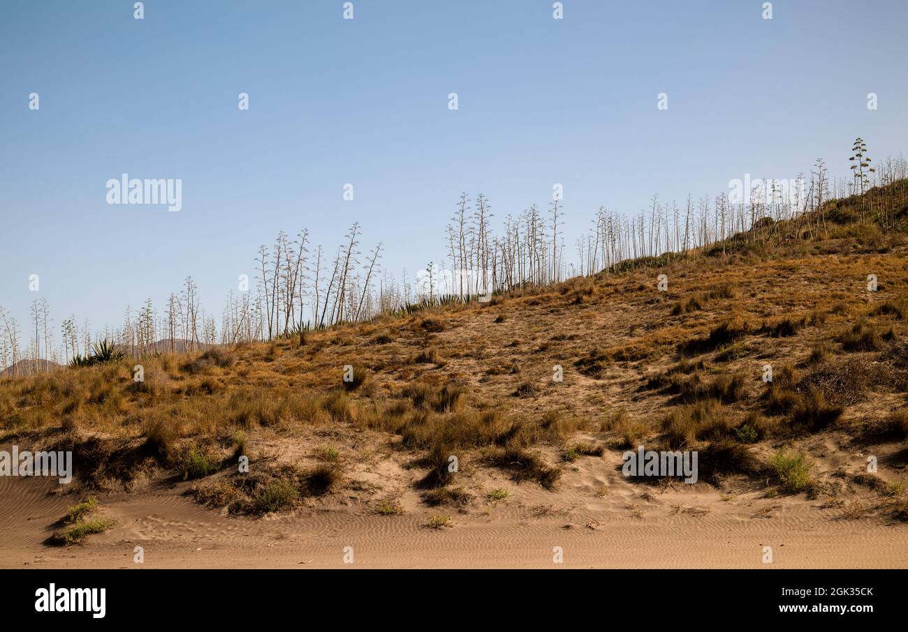 Landscape of agave plants in Cabo de Gata Nature Park, Spain Stock ...
