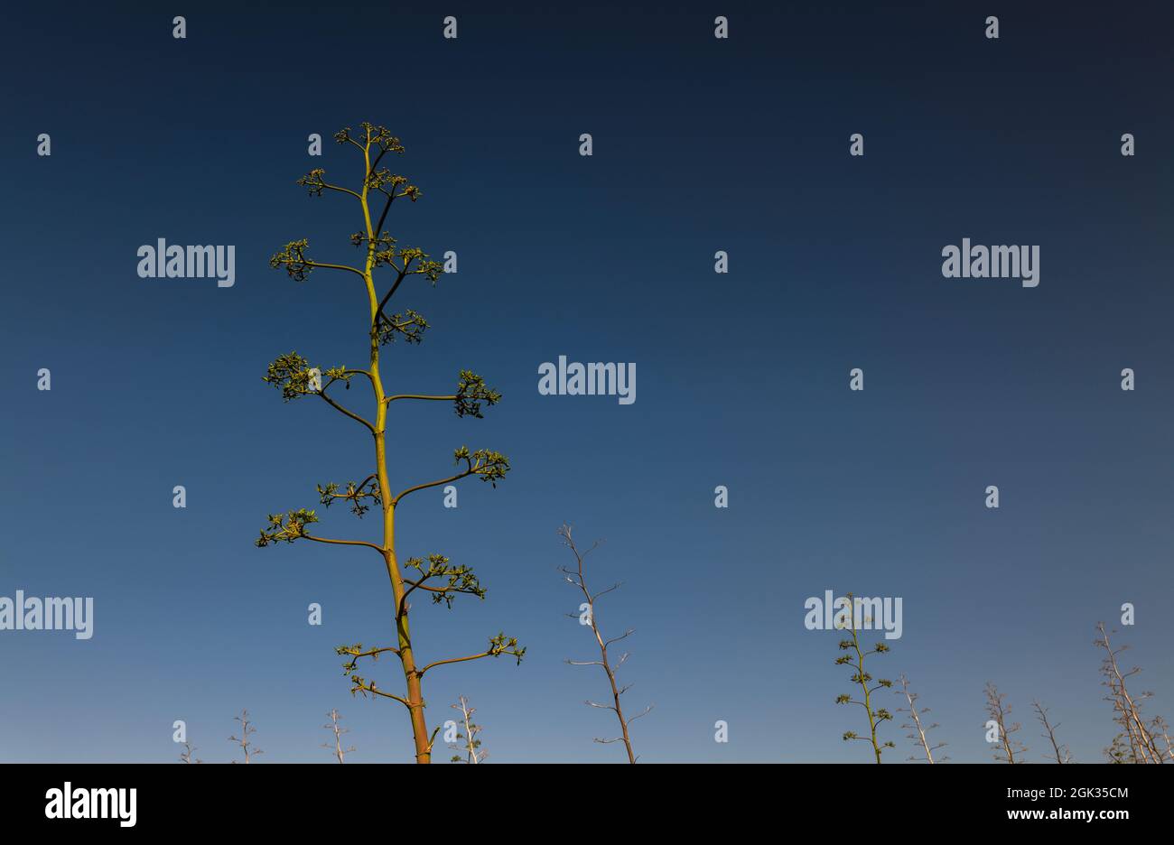Landscape of agave plants in Cabo de Gata Nature Park, Spain Stock ...