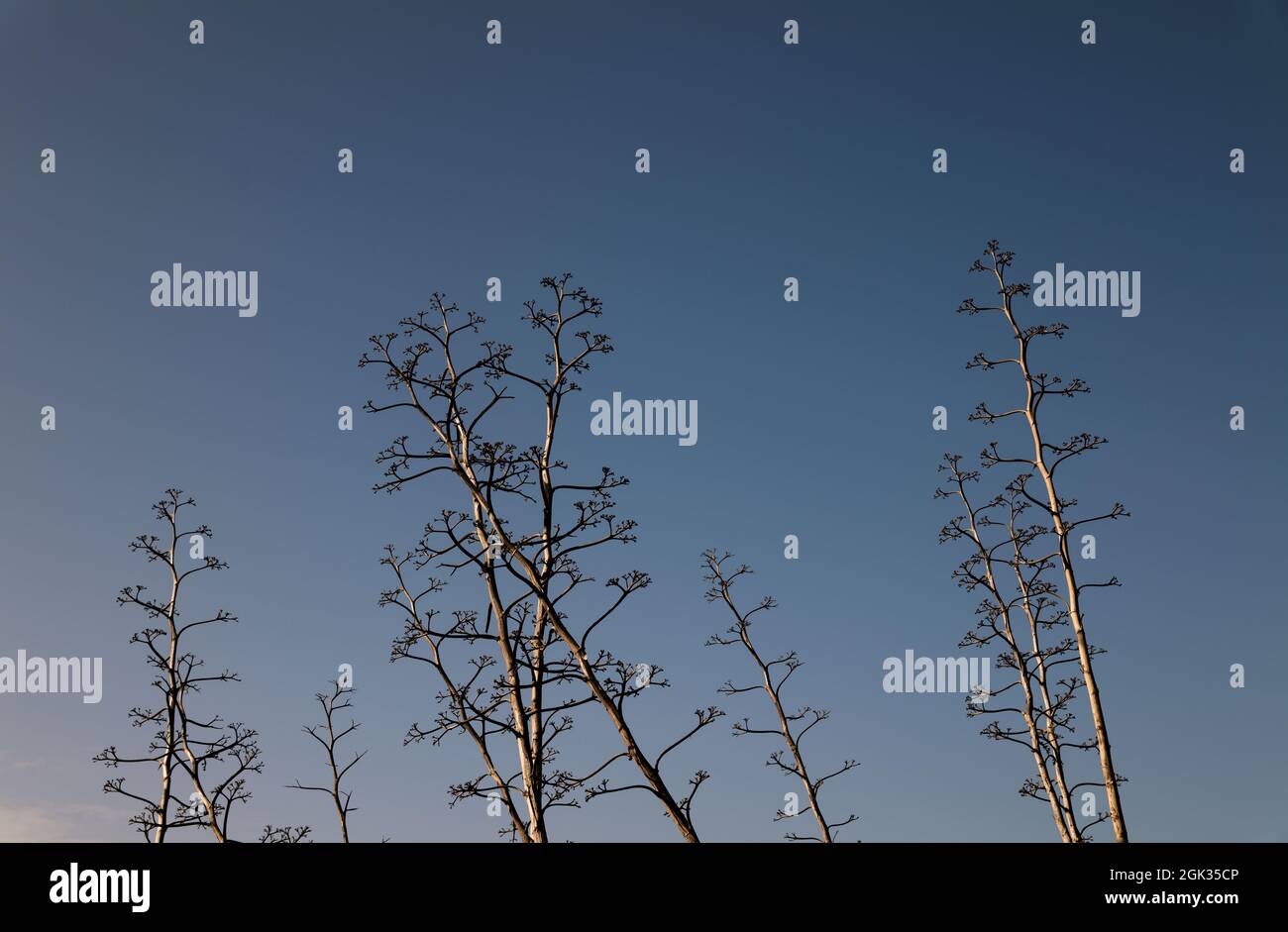 Landscape of agave plants in Cabo de Gata Nature Park, Spain Stock ...