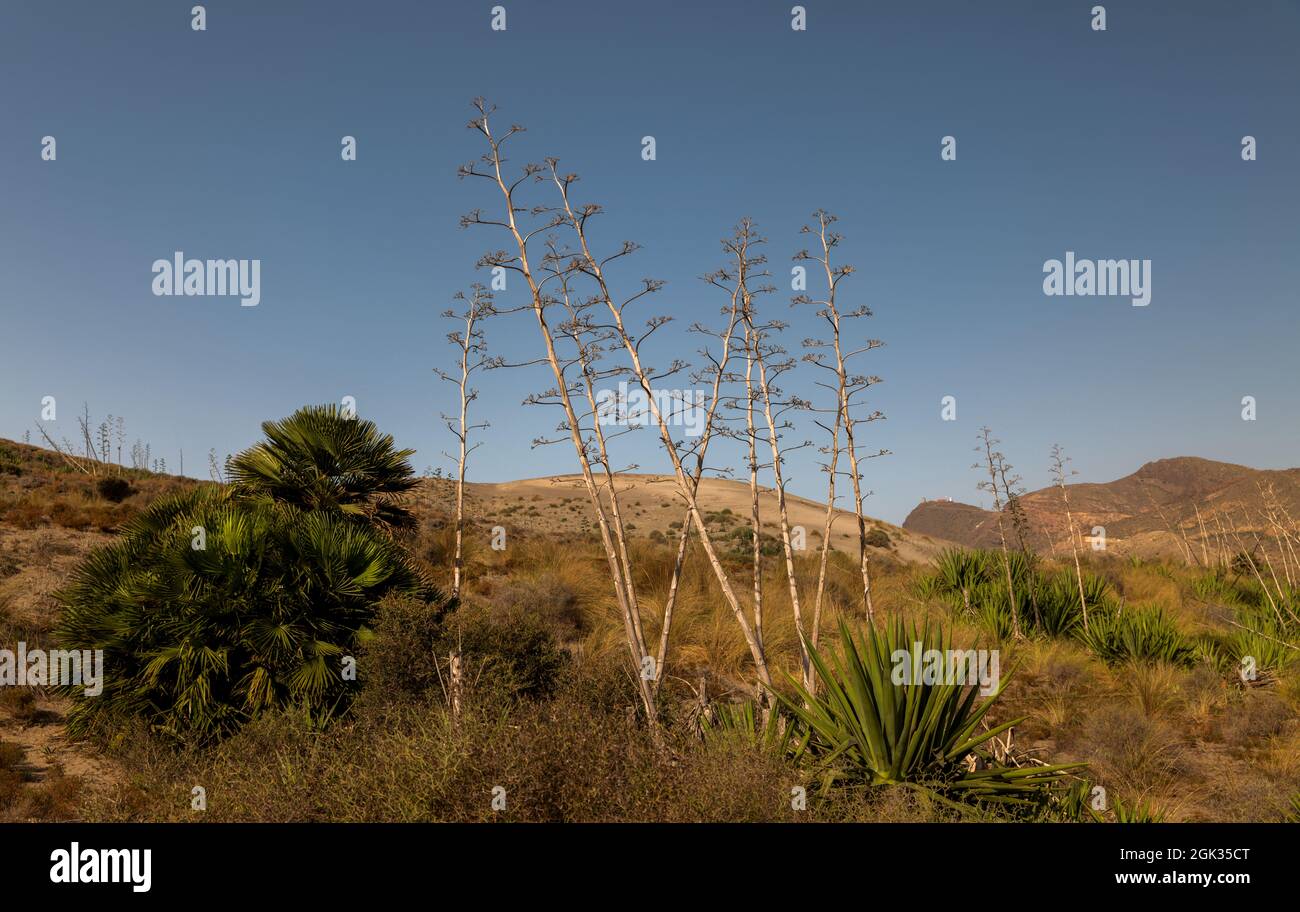 Landscape of agave plants in Cabo de Gata Nature Park, Spain Stock ...