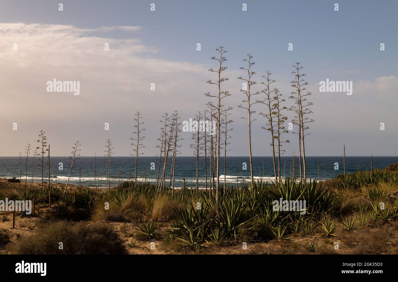 Landscape of agave plants in Cabo de Gata Nature Park, Spain Stock ...