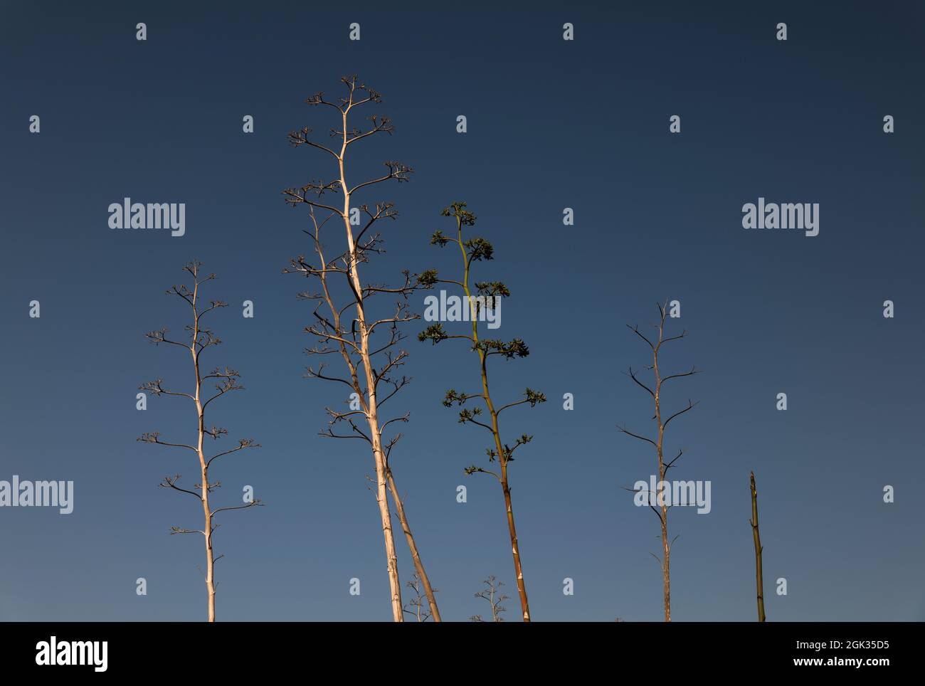 Landscape of agave plants in Cabo de Gata Nature Park, Spain Stock ...