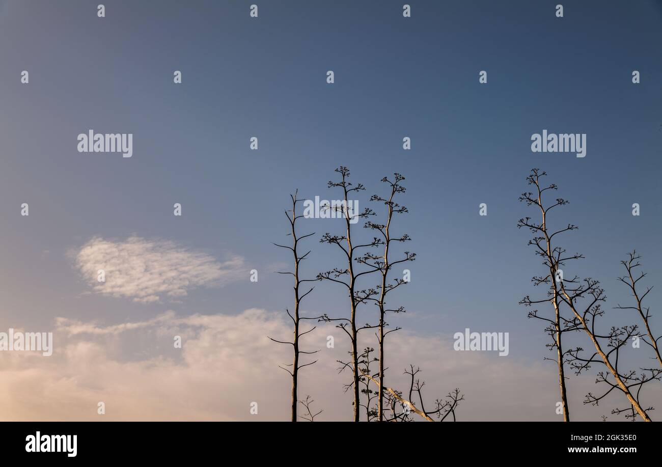 Landscape of agave plants in Cabo de Gata Nature Park, Spain Stock ...