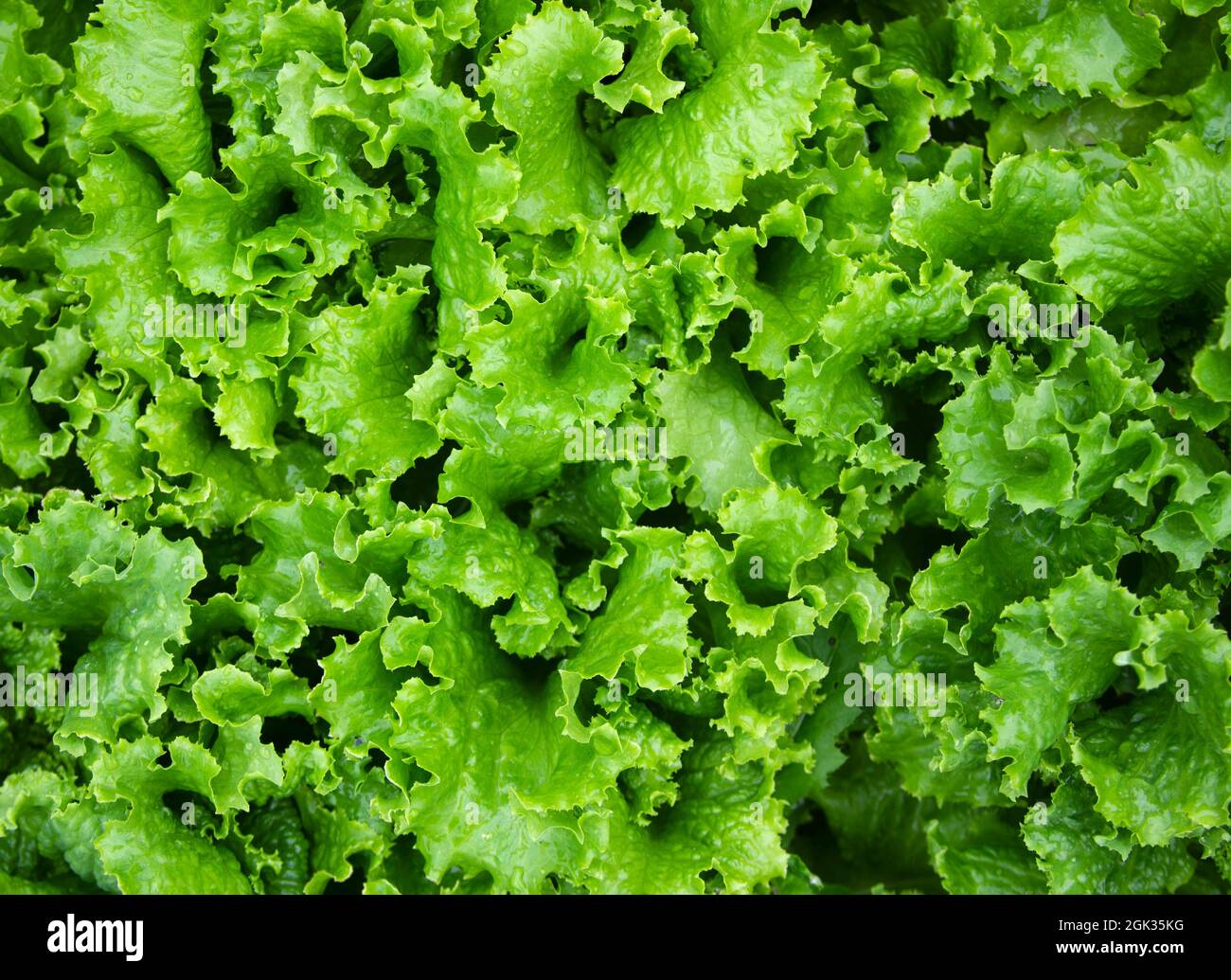 Green salad background. Fresh plants on the vegetable bed after rain ...