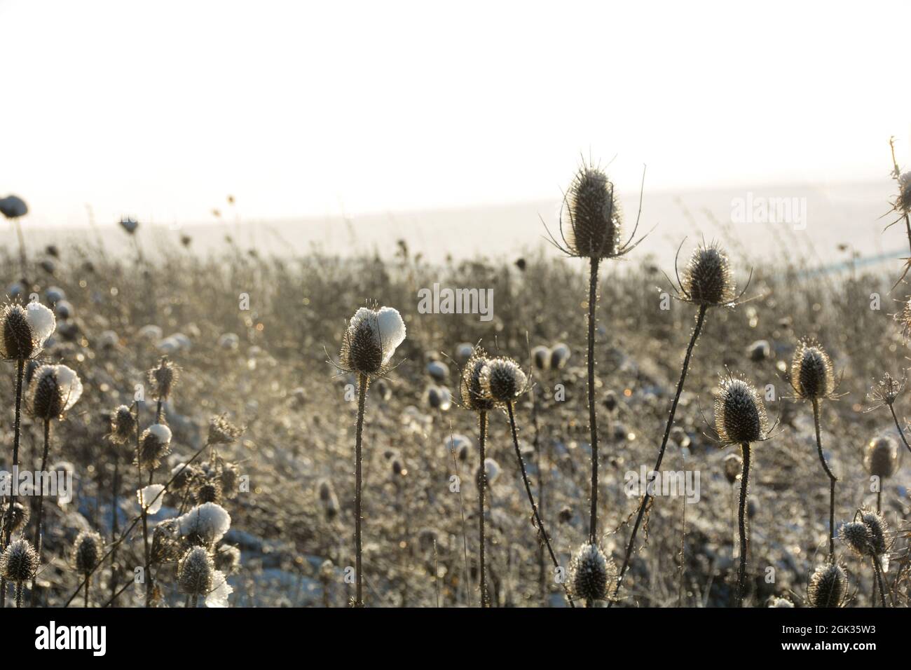 Wild teasel on a field in winter with snow, at sunrise Stock Photo - Alamy