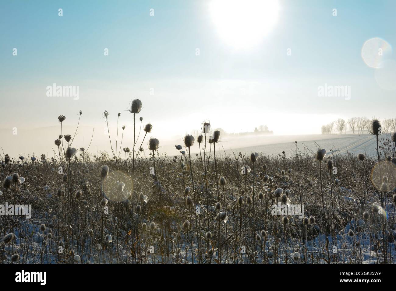 Wild teasel in a field in winter landscape with tall snow, at sunrise ...
