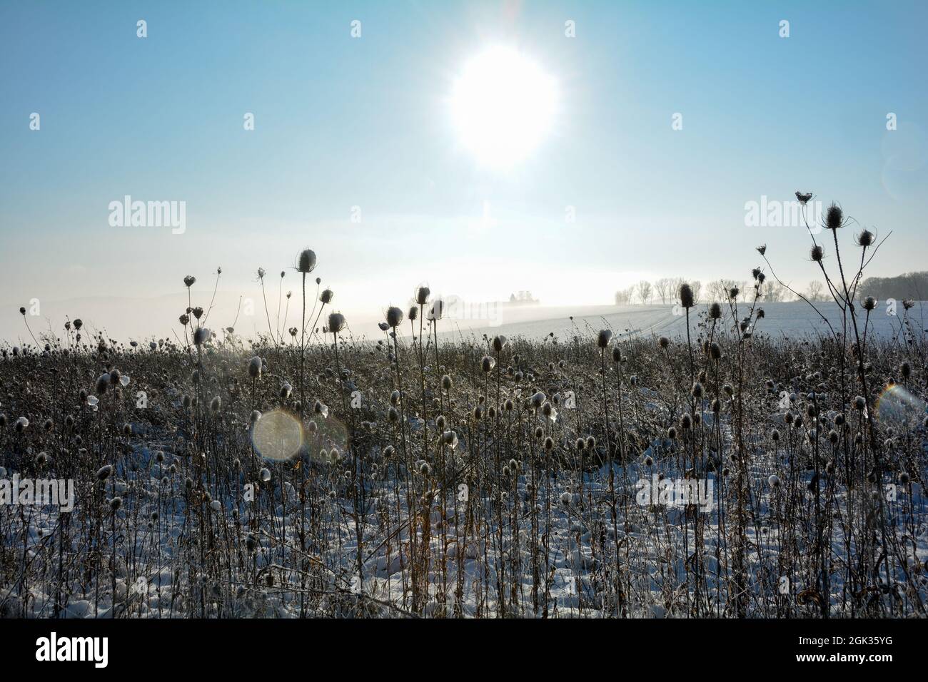 Wild teasel in a field in winter landscape with tall snow, at sunrise ...