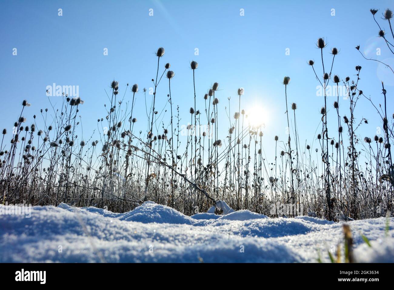 Wild teasel in a field in winter with tall snow, at sunrise with blue ...