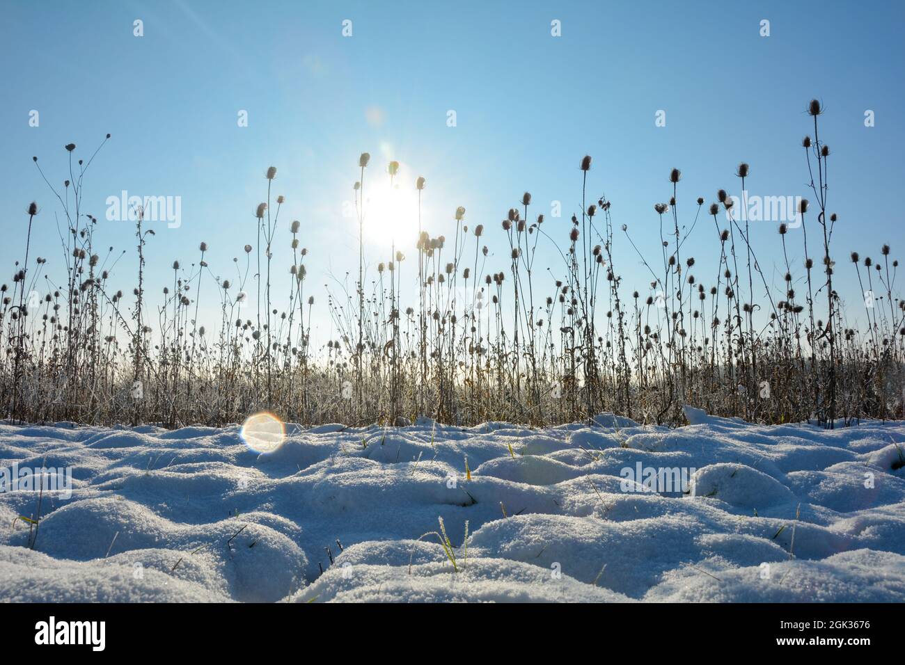 Wild teasel in a field in winter with snow, at sunrise with blue sky ...