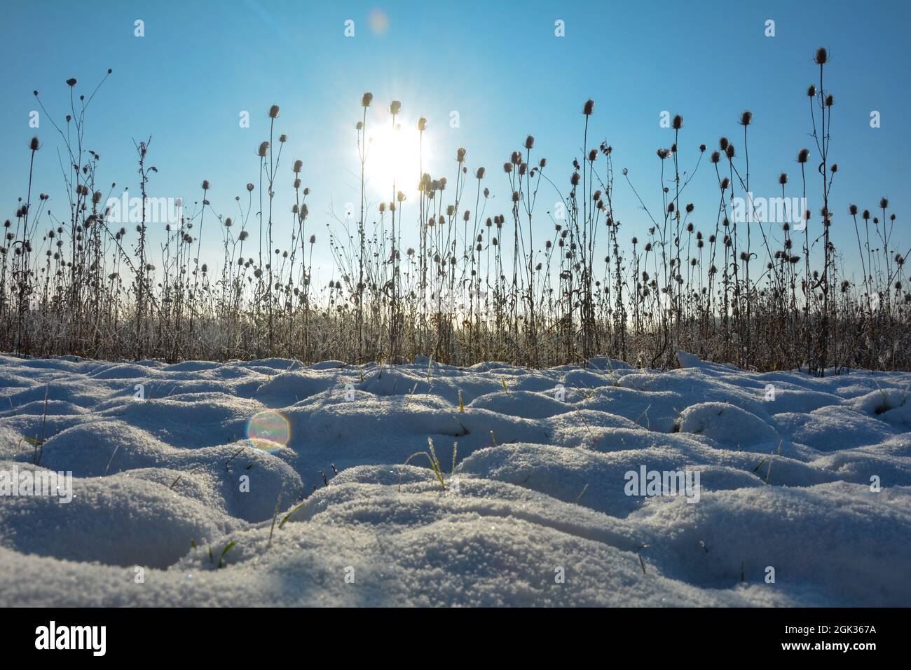 Wild teasel in a field in winter with snow, at sunrise with blue sky ...