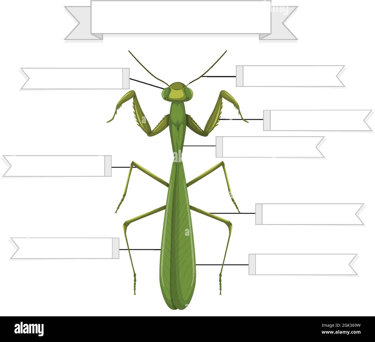 External Anatomy of a mantis worksheet illustration Stock Vector Image ...