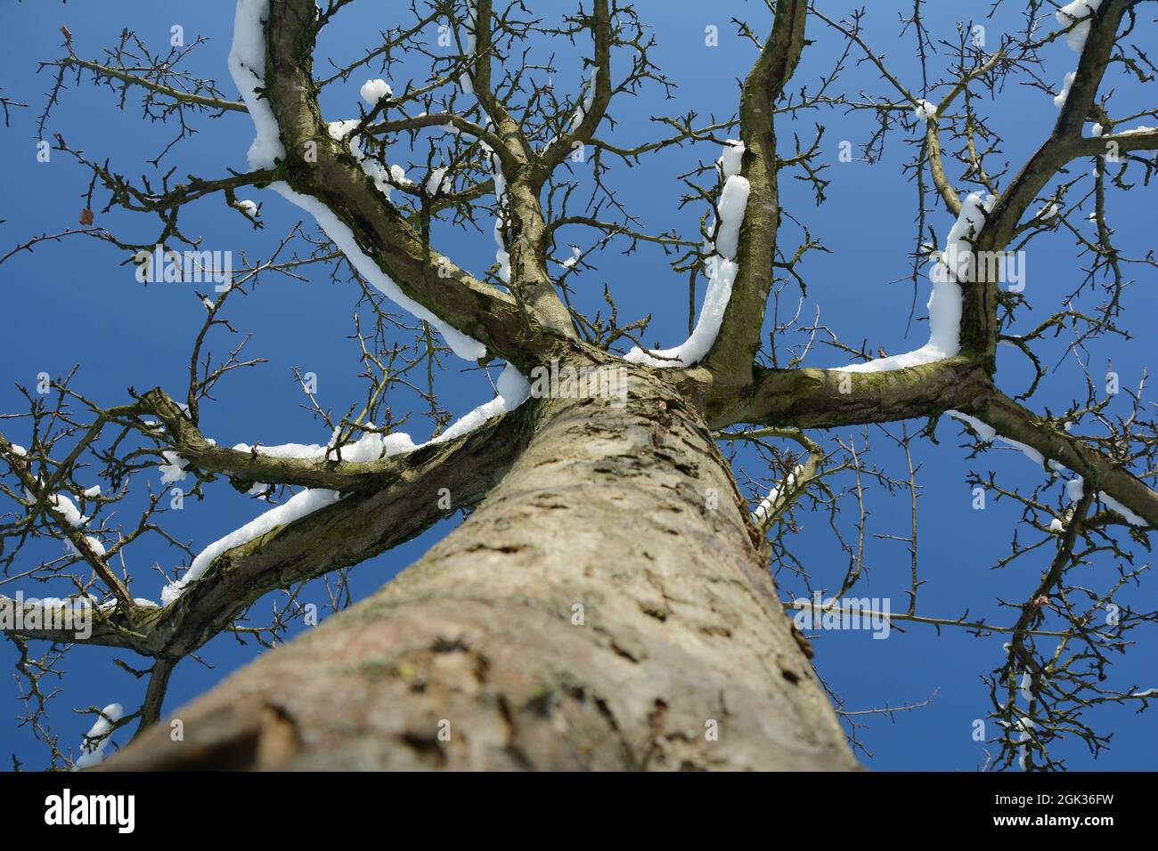 View of the tree trunk up to the treetop with snow in winter with blue ...
