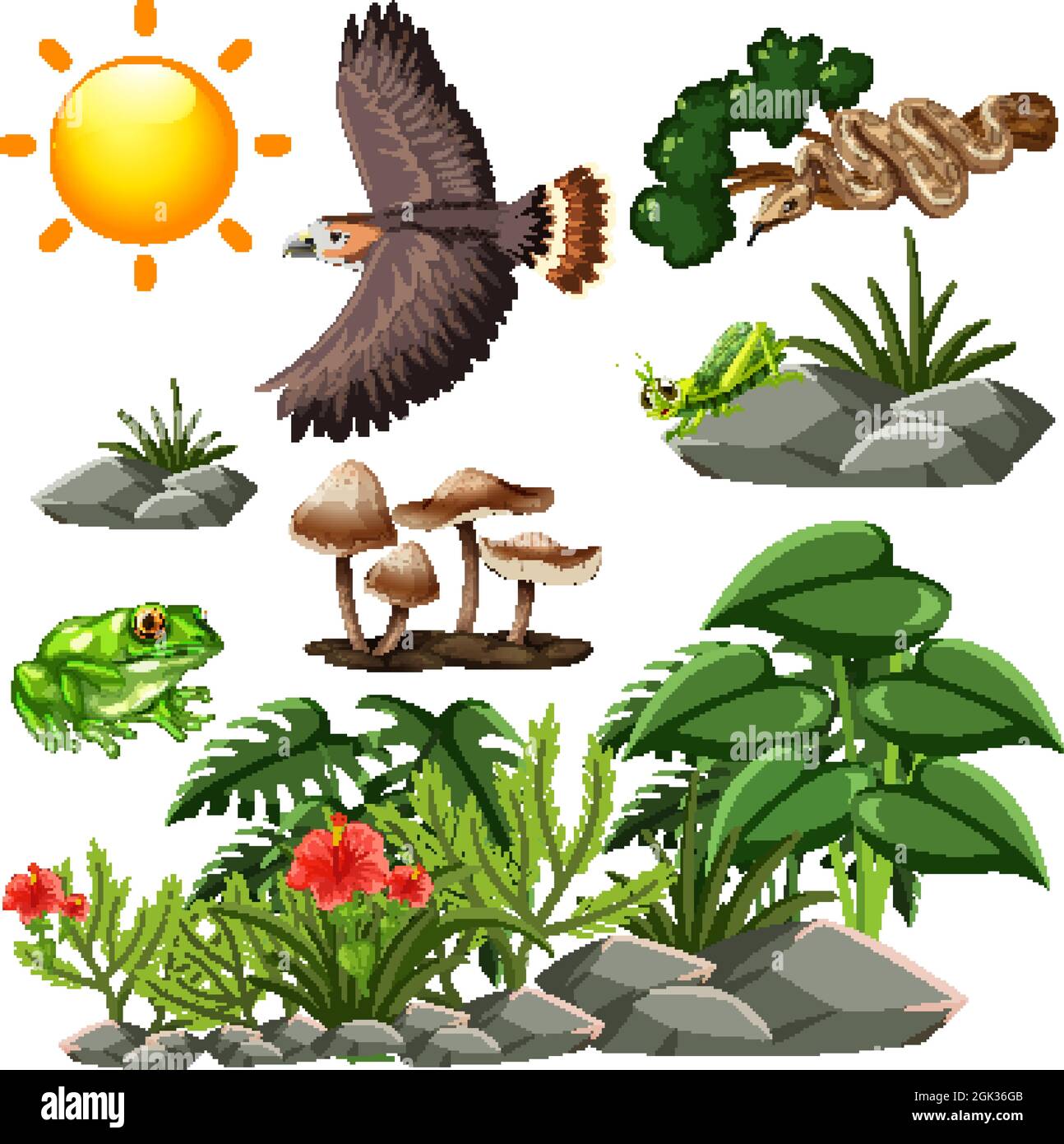 Cartoon Animals And Plants