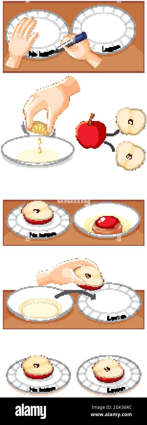 Apple oxidation science experiment illustration Stock Vector Image ...