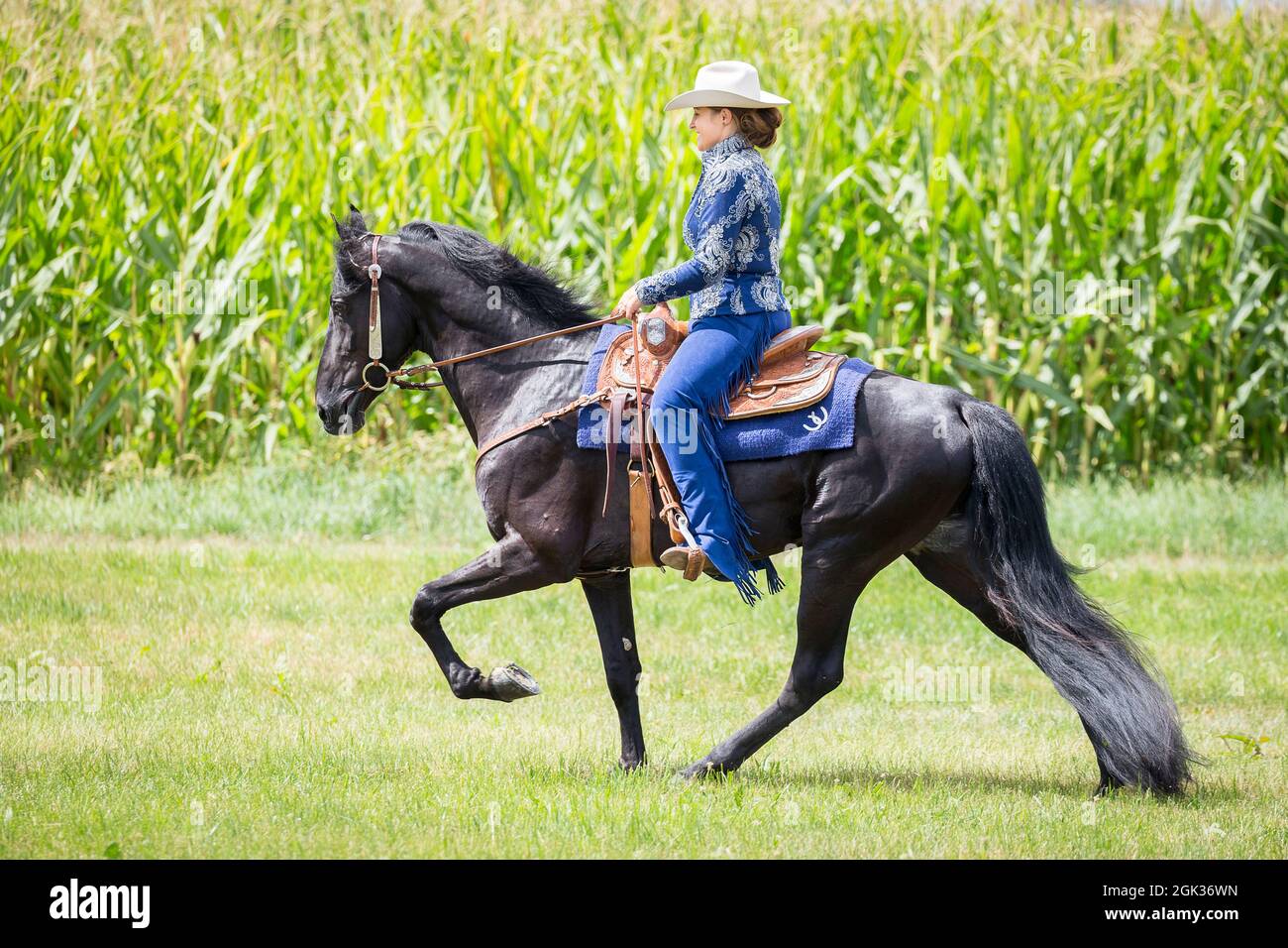 Tennessee Walking Horse. A rider on a black stallion performing a Flat ...