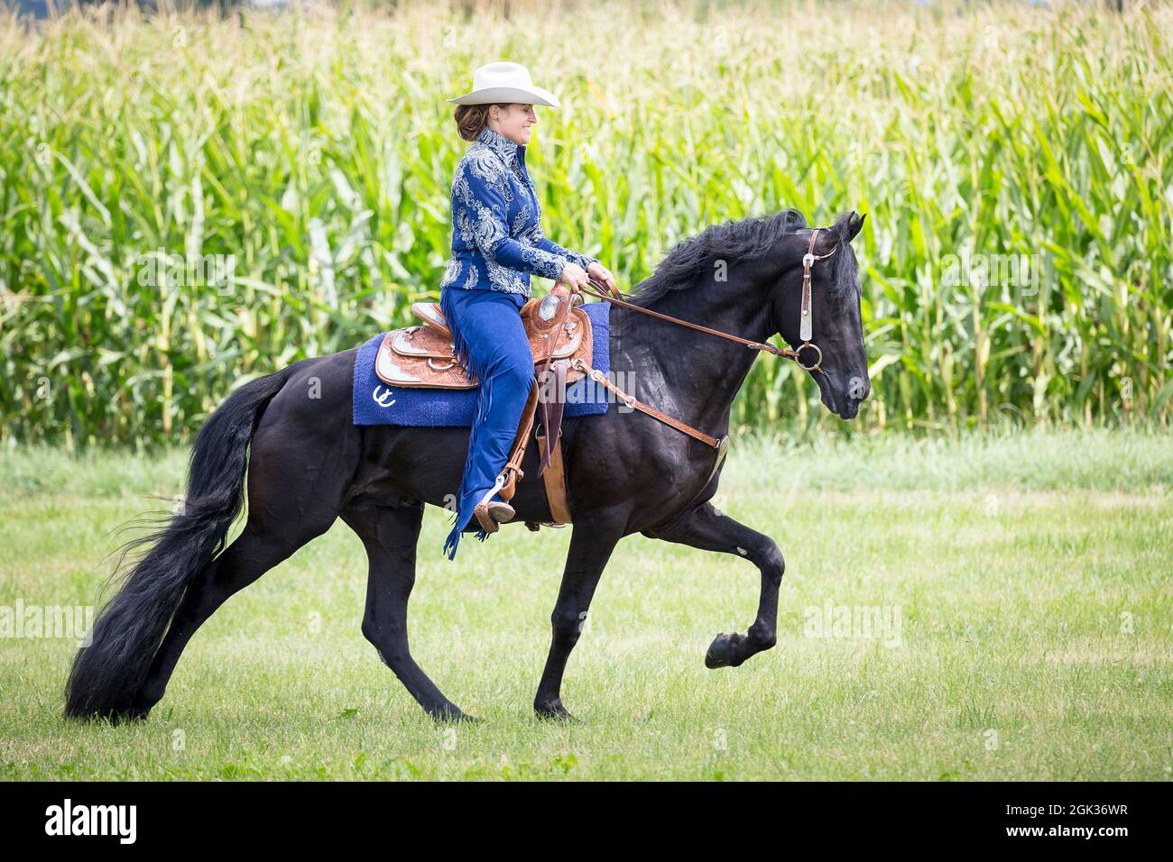 Tennessee Walking Horse. A rider on a black stallion performing a Flat ...