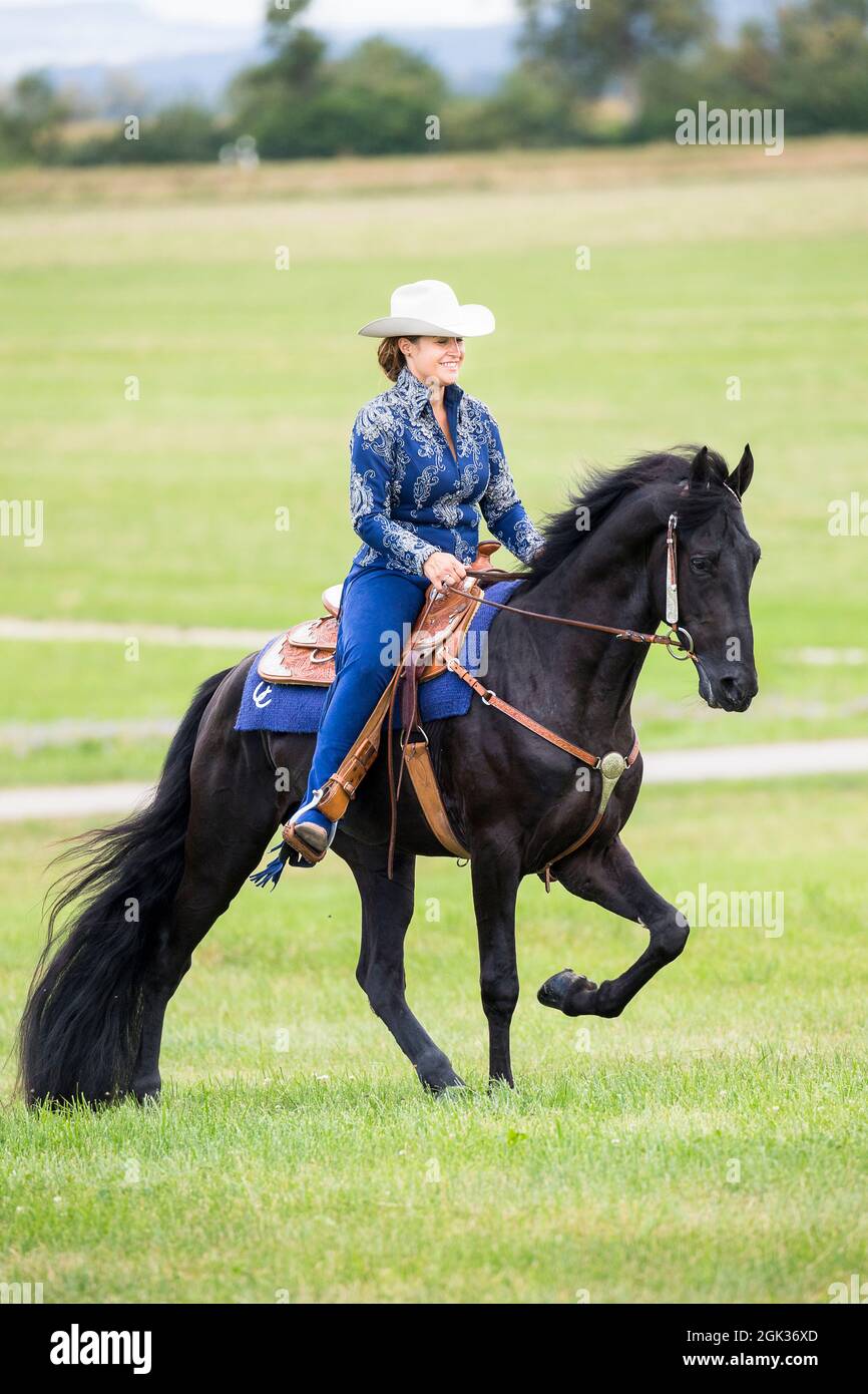 Tennessee Walking Horse. A rider on a black stallion performing a Flat ...