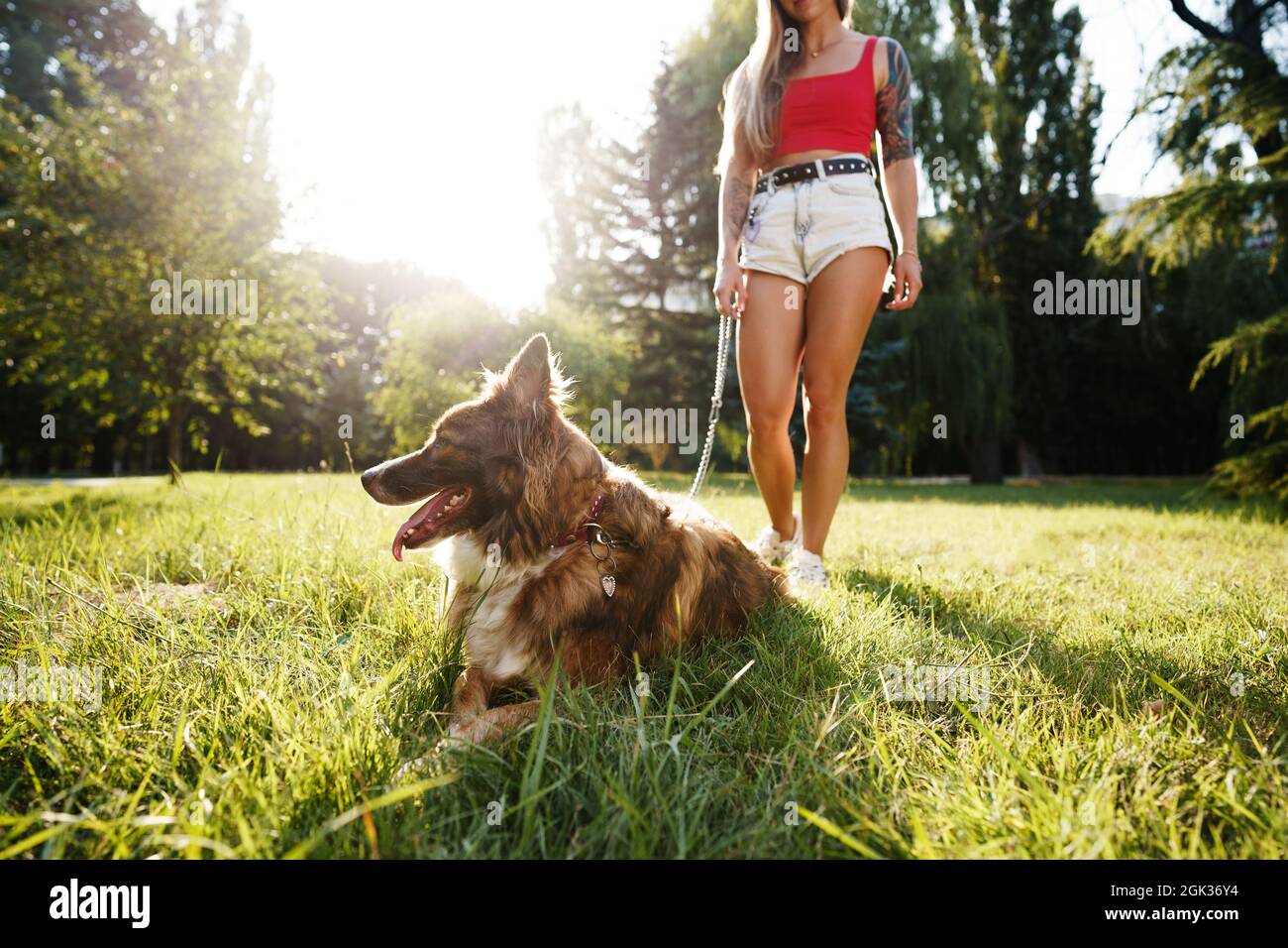 Border Collie dog on a walk in park with it's female owner Stock Photo ...