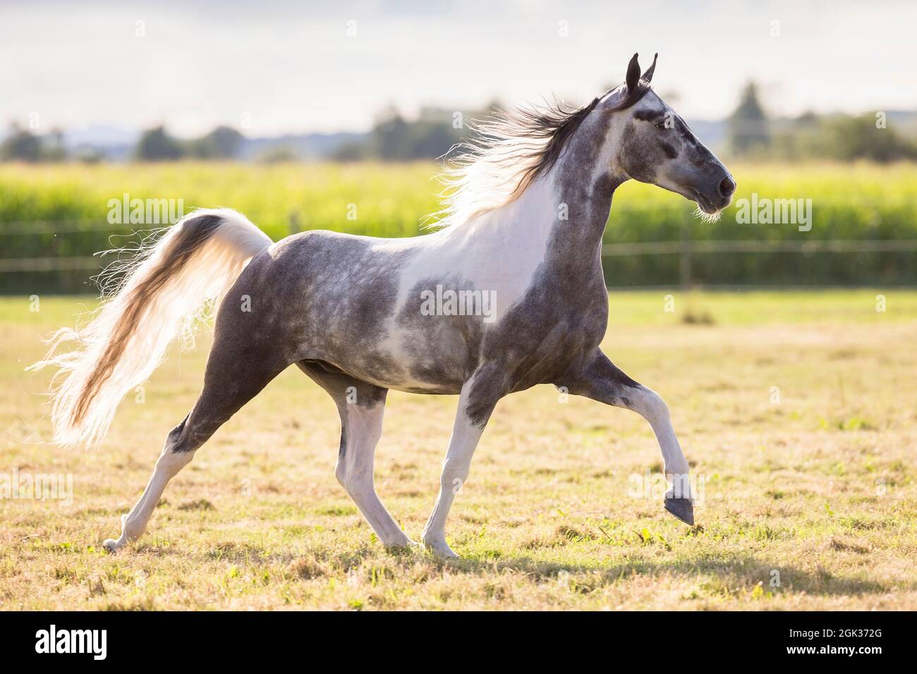 Tennessee Walking Horse. Pinto on a pasture, performing a Running Walk ...