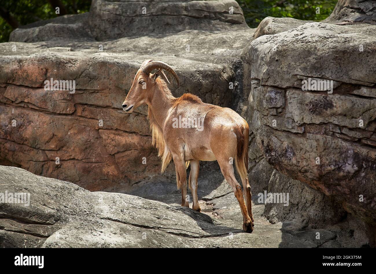 View of an Ibex deer at the Leofoo theme park in Taiwan Stock Photo - Alamy
