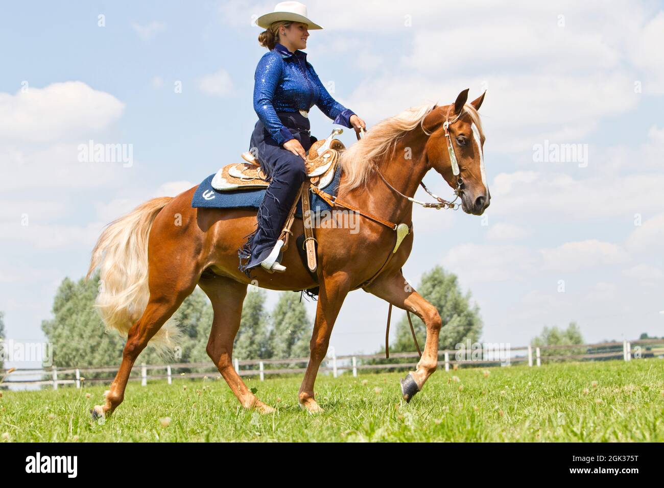 Tennessee Walking Horse. A rider on a palomino mare performing a Flat ...